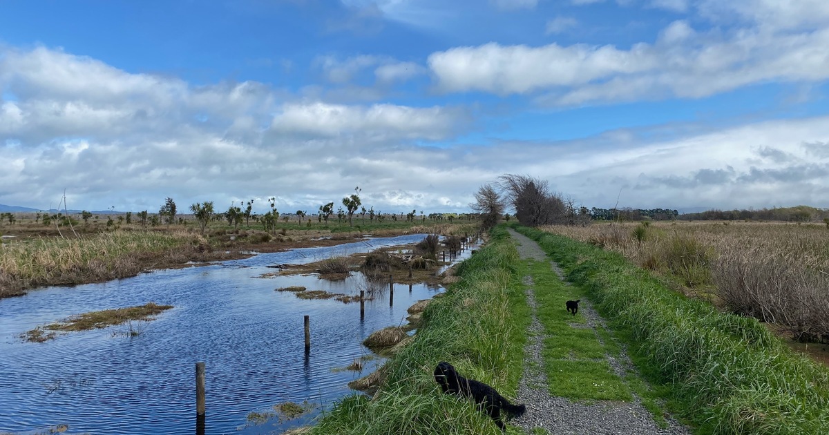 Boggy Pond Lagoon, South Wairarapa - Doggies Walk Story